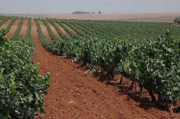 Le vin marocain, 2500 ans d’histoire – Telquel.ma
